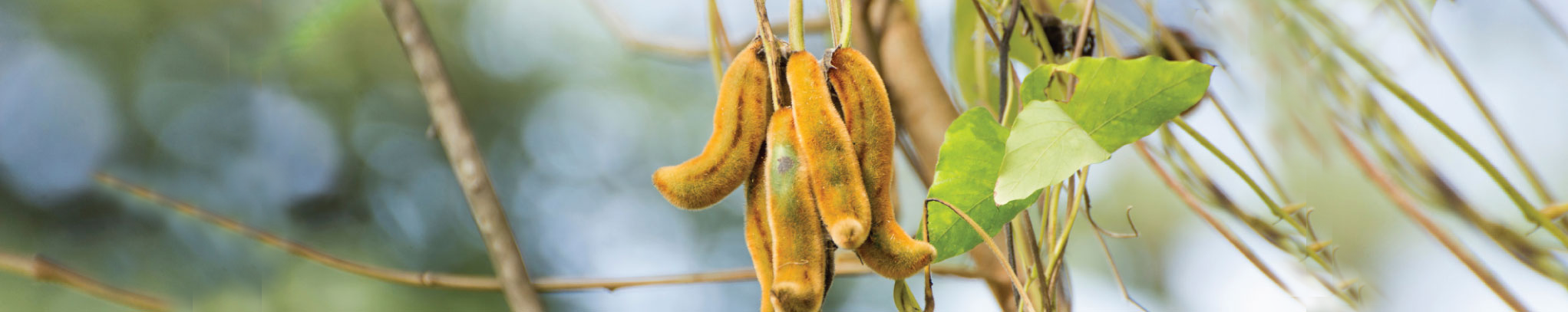 Meet the Ingredient: Mucuna